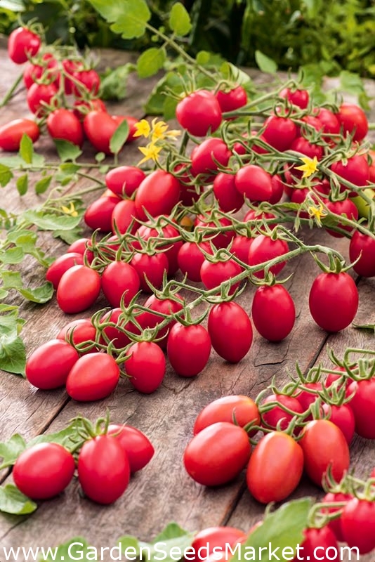 Tomato Raspberry Red Hood seeds - Lycopersicon lycopersicum – Garden ...