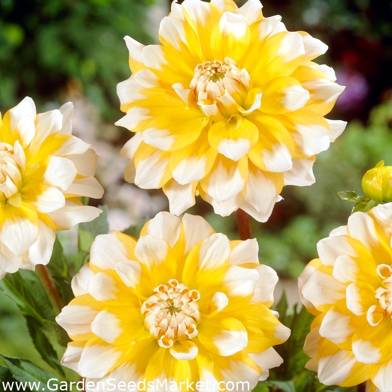 Dahlia - Seattle – Garden Seeds Market | Gratis fragt
