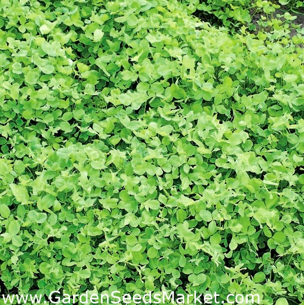 Alsike Klee 'Aurora' - 5 kg - – Garden Seeds Market | Kostenloser Versand