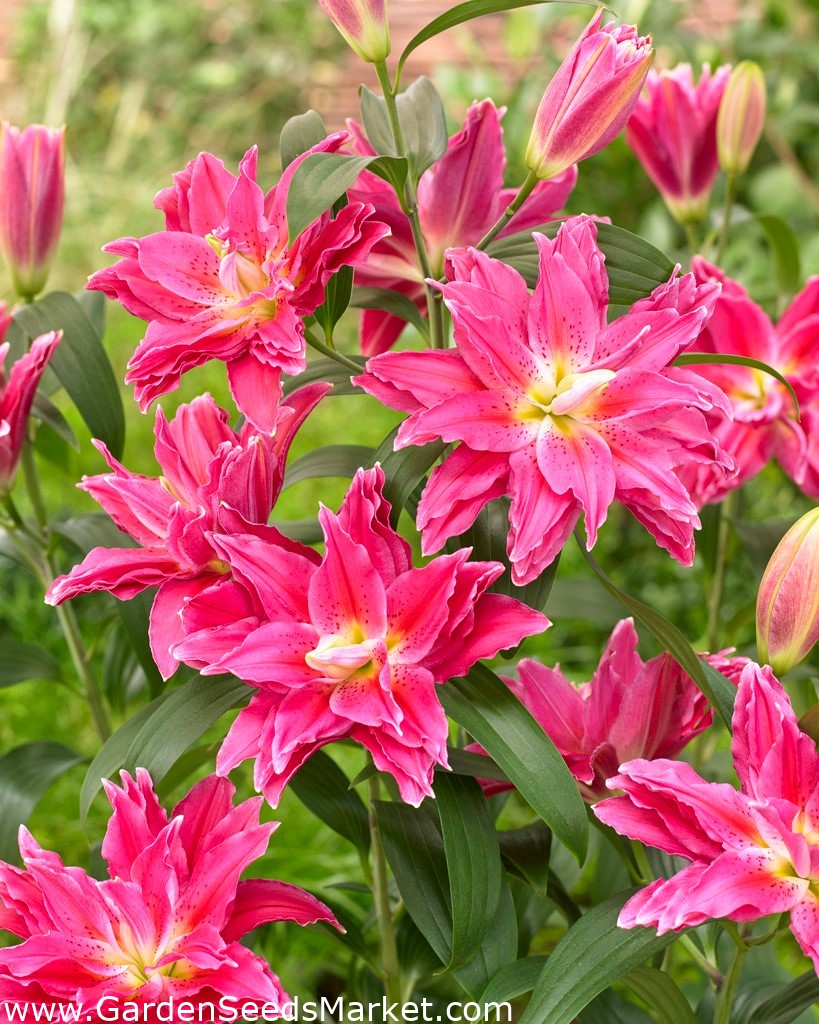 Double flowered oriental lily - Roselily Julia - heavenly aroma ...