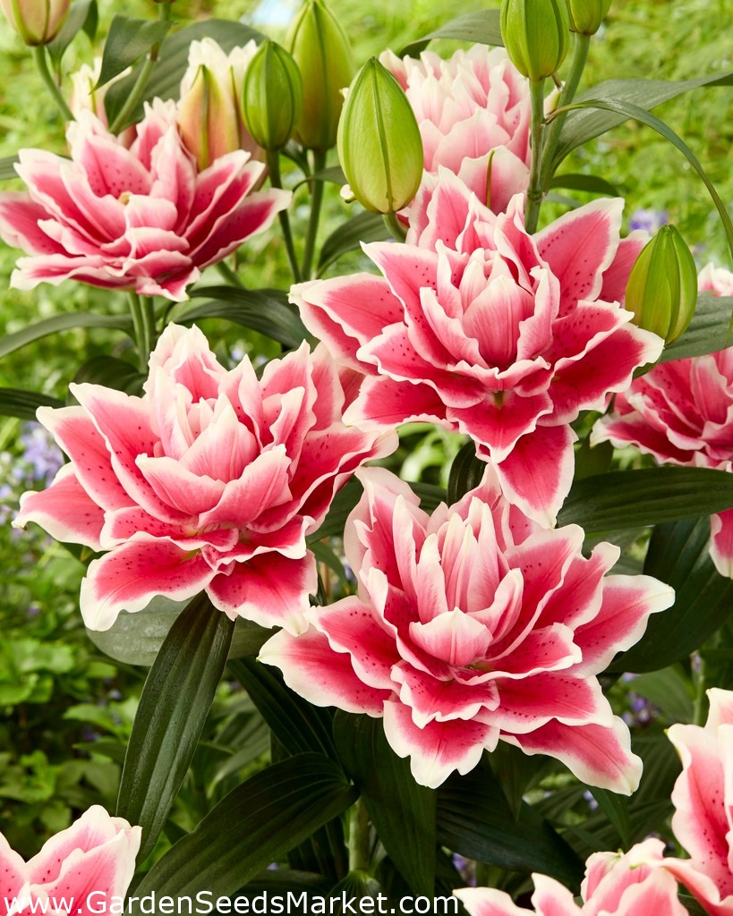 Double oriental lily 'Roselily Samantha' - beautiful fragrance ...
