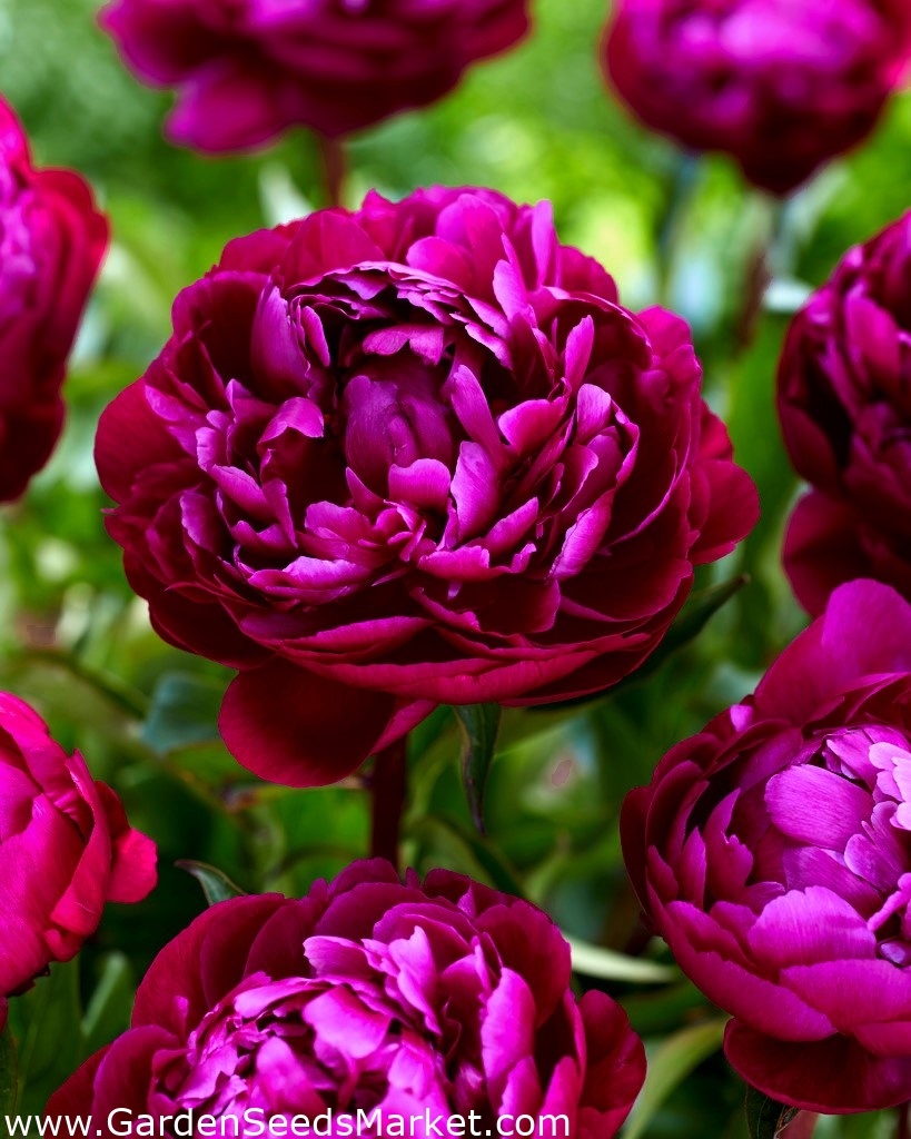 Peony 'Peter Brand' - root set – Garden Seeds Market | Free shipping