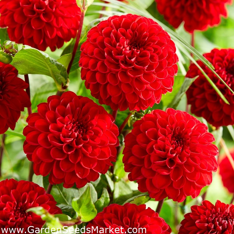 Dahlia - Viking - pom-pom fleuri - – Garden Seeds Market | Livraison ...