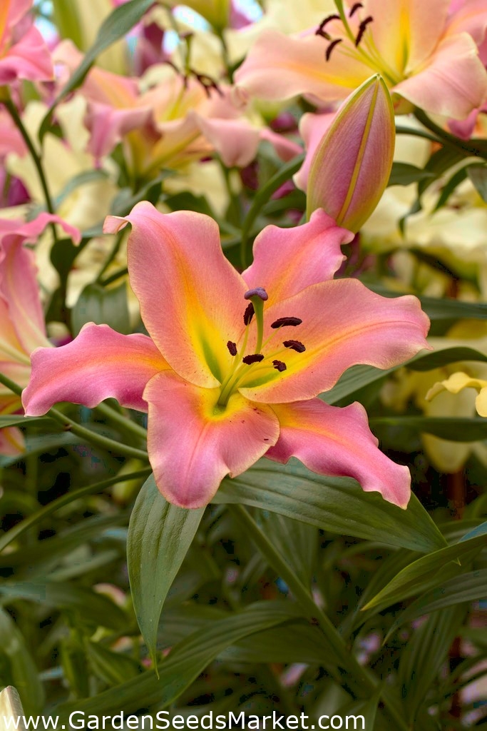 Rózsaszín virágú liliom – Garden Seeds Market | Ingyenes szállítás