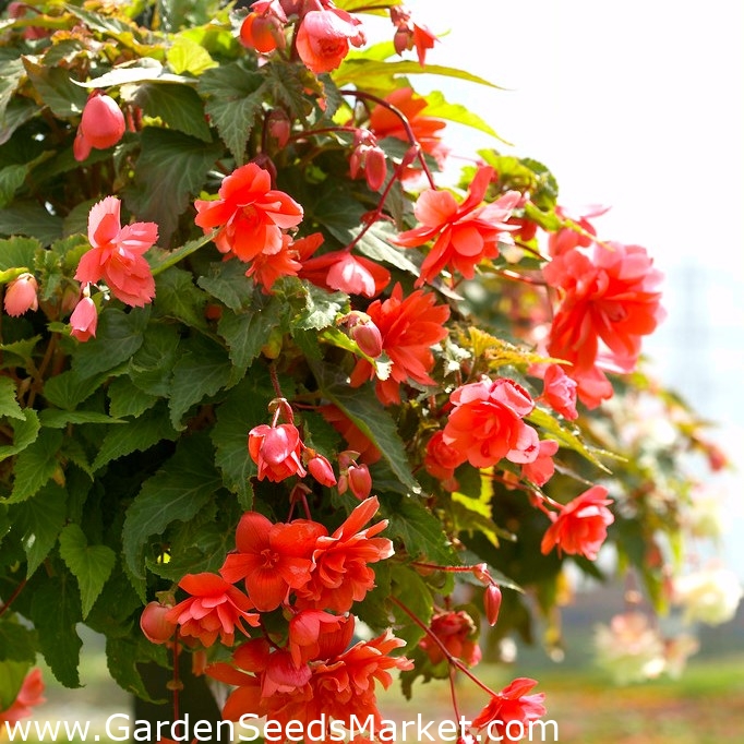 Begonia Pendula Cascade Orange - 2 bulbs – Garden Seeds Market | Free ...