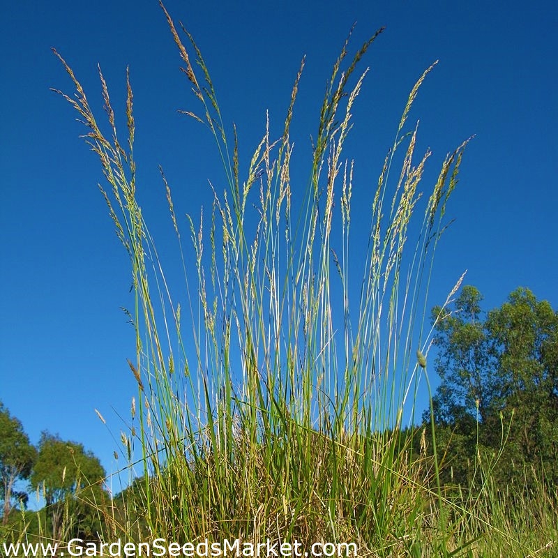 Festuca alta para gramados - 1 kg - – Garden Seeds Market | Frete grátis
