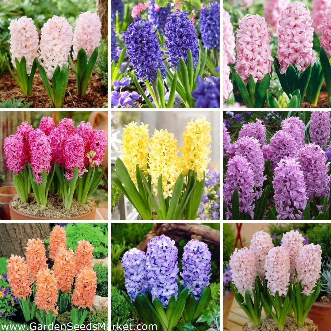 L-sized set - 27 hyacinth bulbs, selection of 9 most beautiful ...