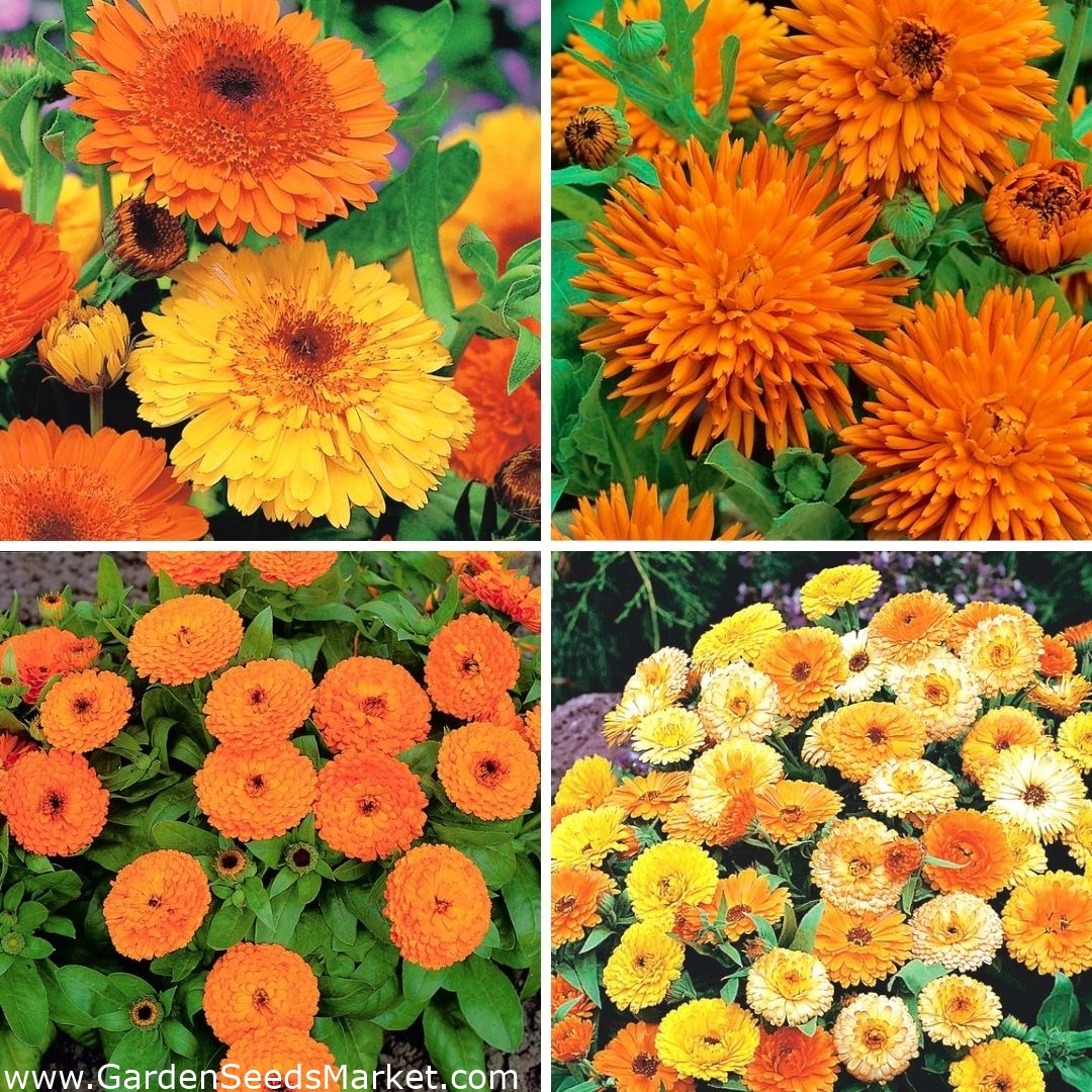 Pot marigold - 4 varieties' seeds selection; common marigold, ruddles ...