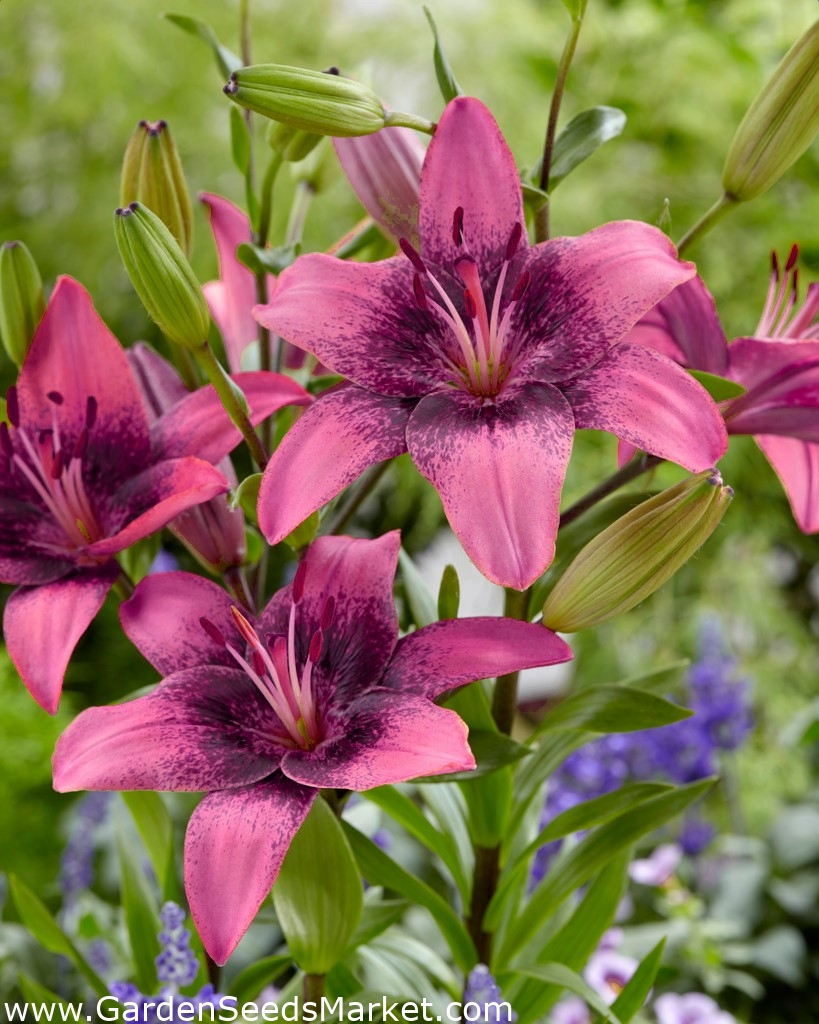 "Purple Dream" asiatisk lilja – Garden Seeds Market | Gratis frakt