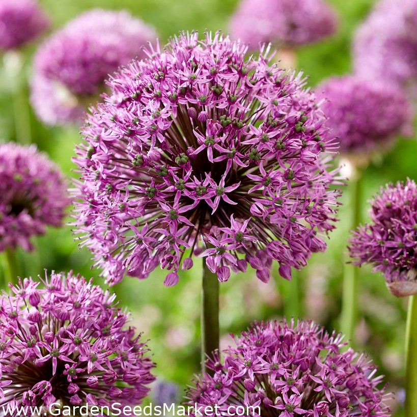 Zierzwiebel "Ostara" - 10 Knollen – Garden Seeds Market | Kostenloser ...