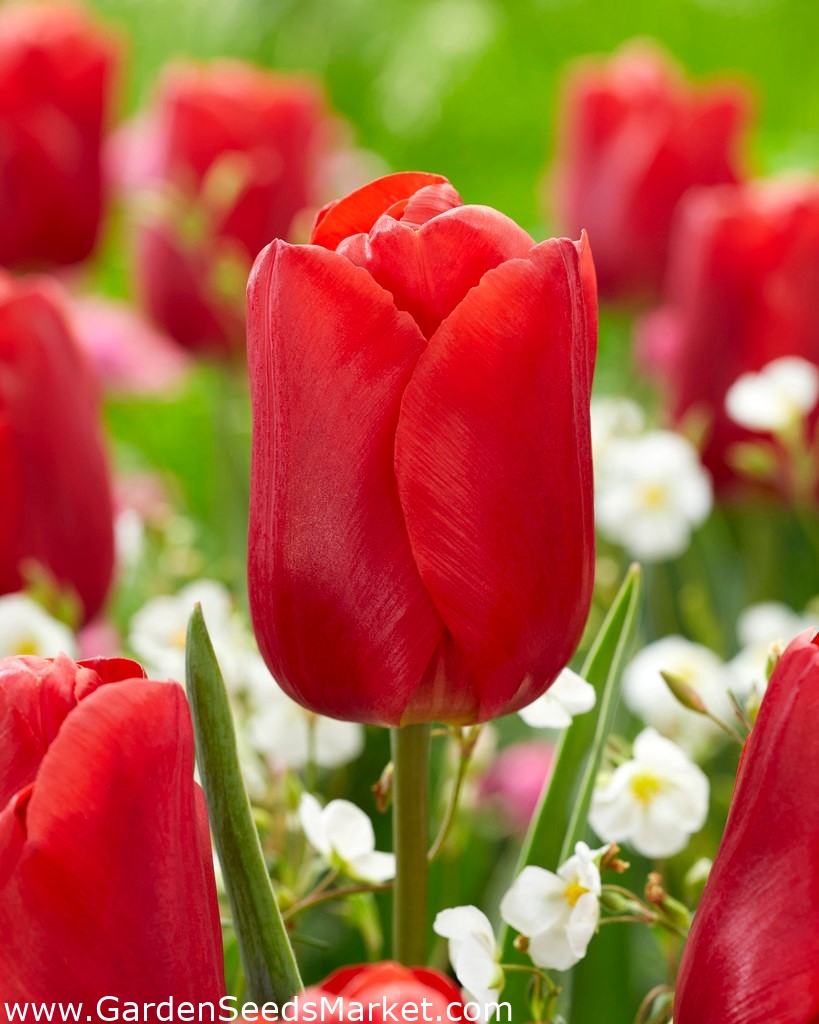 "Red Jimmy" tulip - 50 bulbs – Garden Seeds Market | Free shipping
