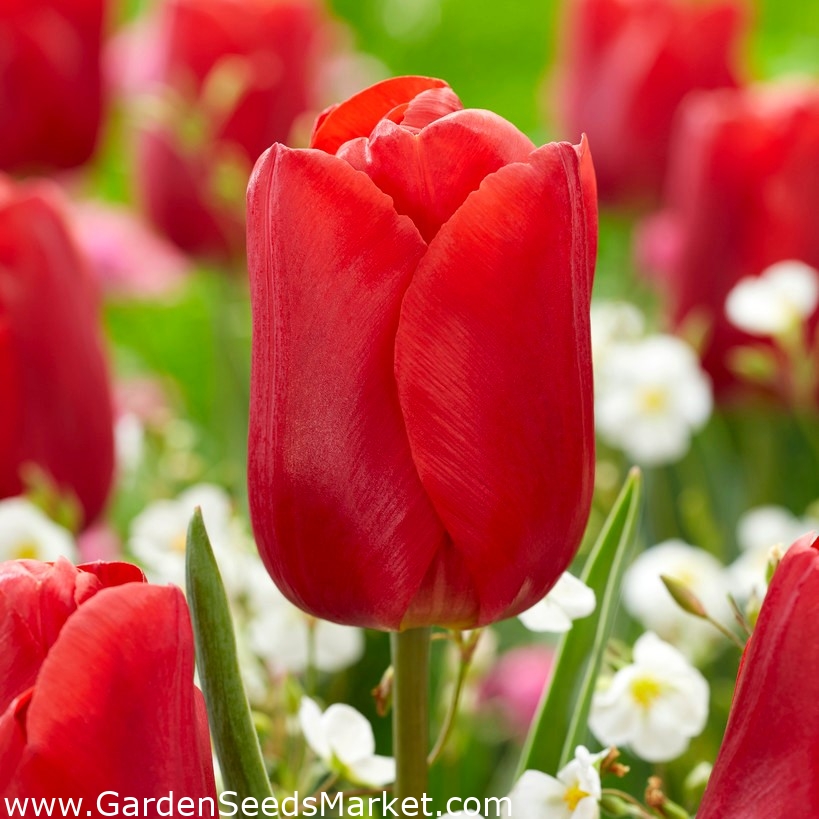 "Red Jimmy" tulip - 50 bulbs – Garden Seeds Market | Free shipping