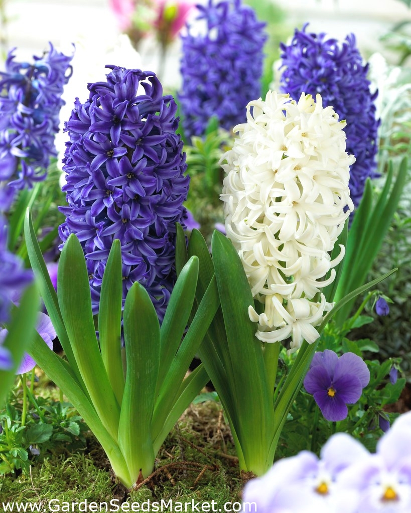 Juego de jacinto azul-blanco - 24 piezas - – Garden Seeds Market ...