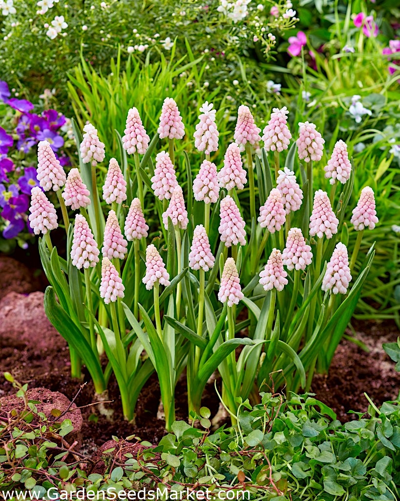 Muscari Pink Sunrise - Grape Hyacinth Pink Sunrise – Garden Seeds ...