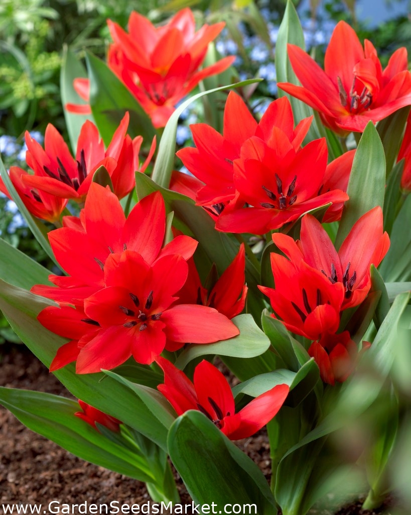 Botanisk tulpan - Tubergen's Variety - stort paket! - 50 st – Garden ...