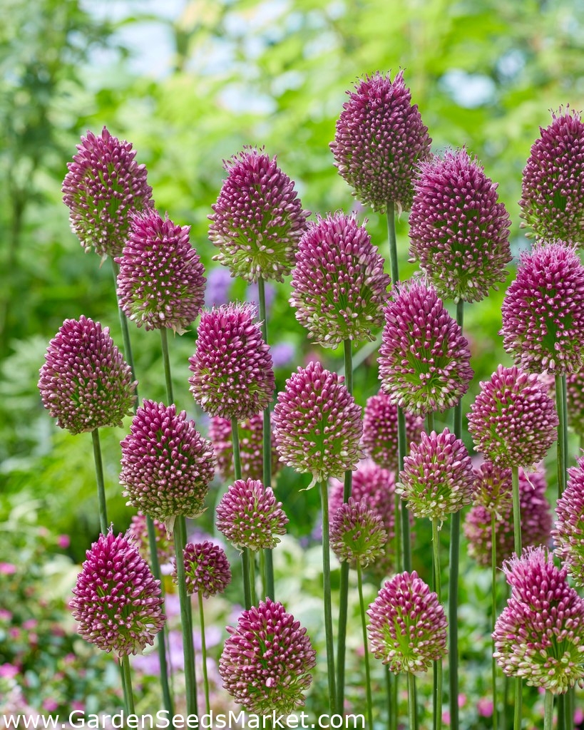 Round-headed leek - Allium sphaerocephalon - XXXL package! - 1000 pcs ...
