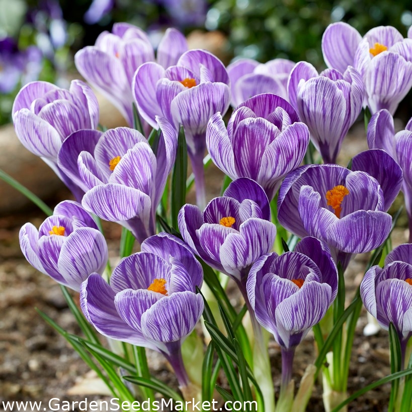 Crocus 'King of the Striped' - XXXL-pakke! - 500 stk. – Garden Seeds ...