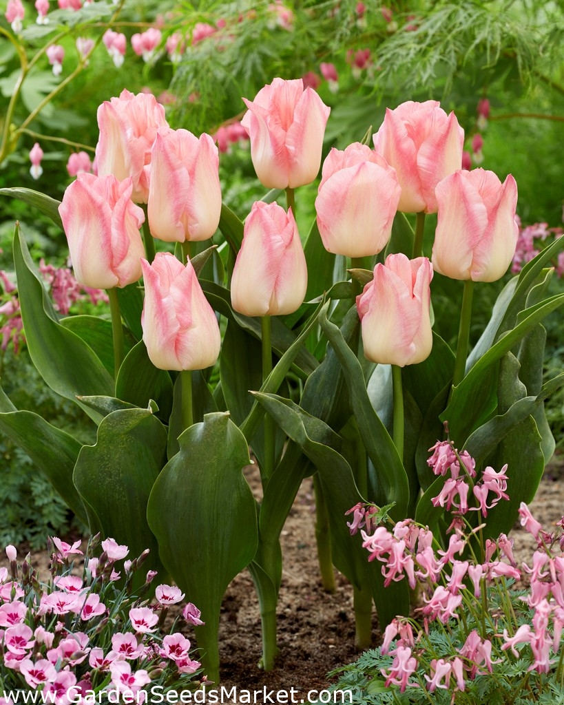 Tulip Pink Dream - 5 pcs – Garden Seeds Market | Free shipping