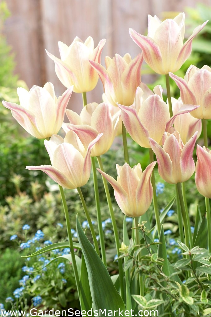 Tulip Elegant Lady - 5 piezas – Garden Seeds Market | Envío gratis
