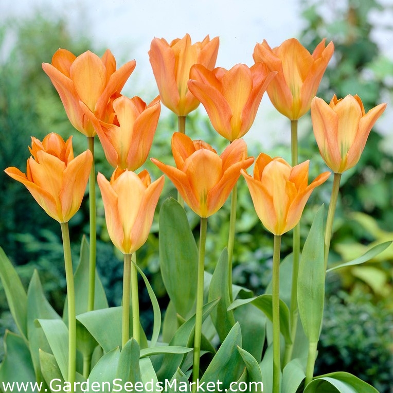 Tulip Orange Emperor - large pack! - 50 pcs – Garden Seeds Market ...
