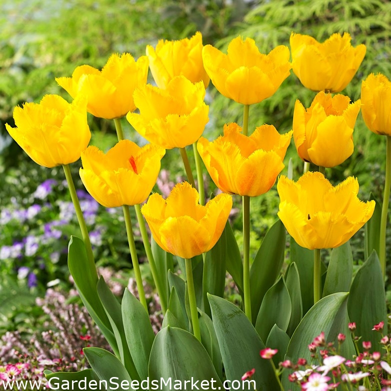Tulip Crystal Star - large pack! - 50 pcs – Garden Seeds Market | Free ...
