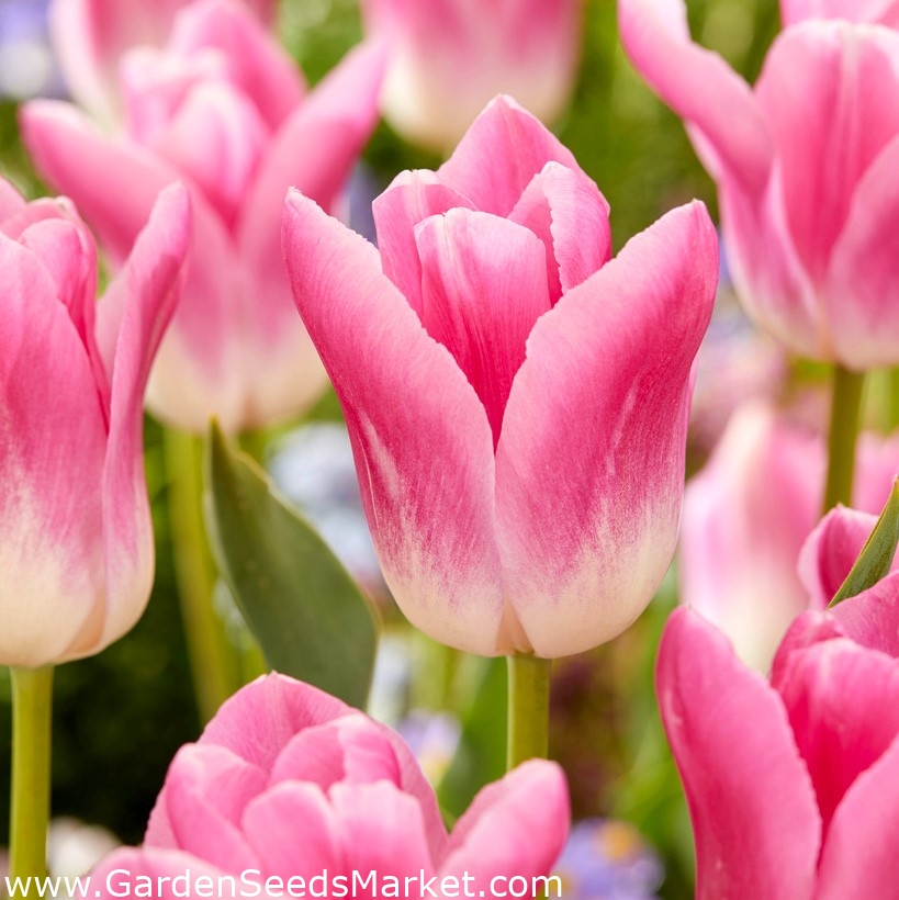Tulip Royal Ten - grand paquet ! - 50 pieces – Garden Seeds Market ...