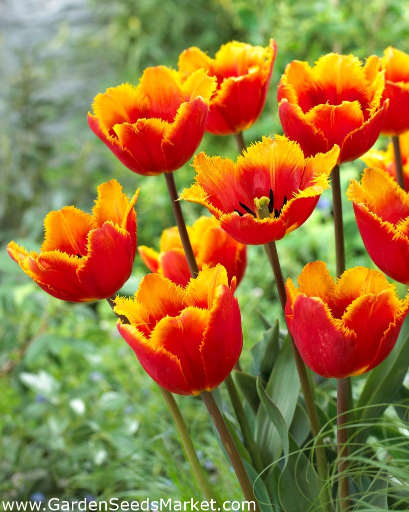 Lalea Tiano - 5 buc - – Garden Seeds Market | Transport gratuit