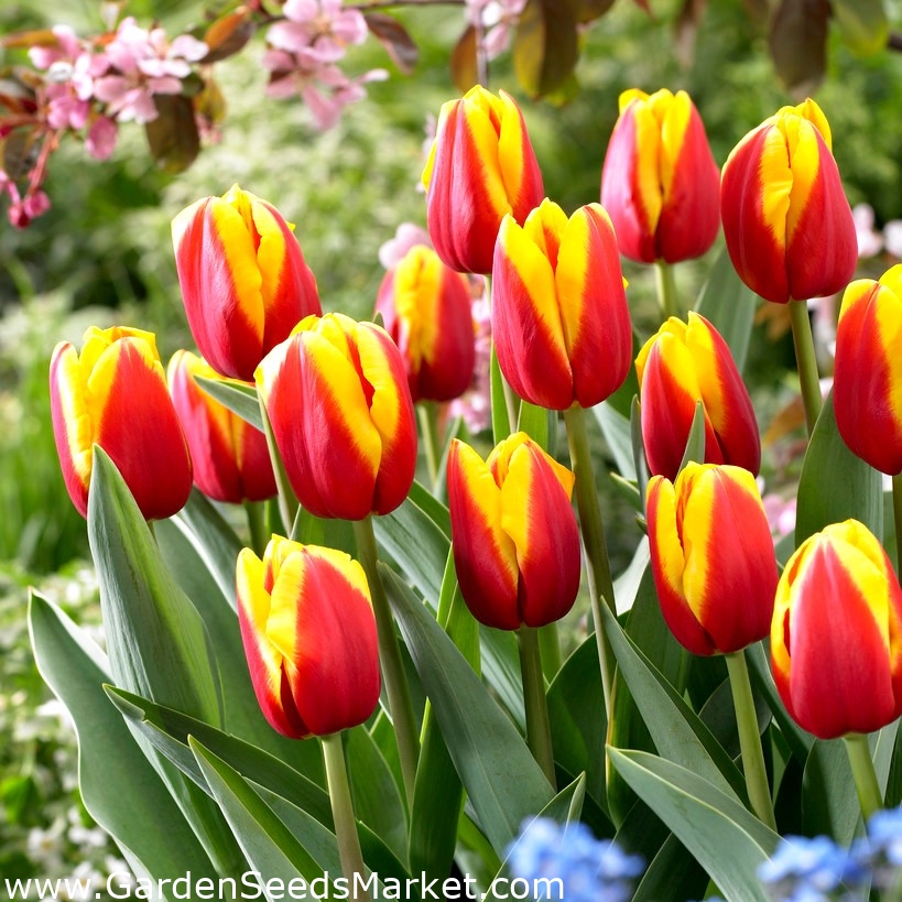 Tulip Andre Citroen - large pack! - 50 pcs – Garden Seeds Market | Free ...