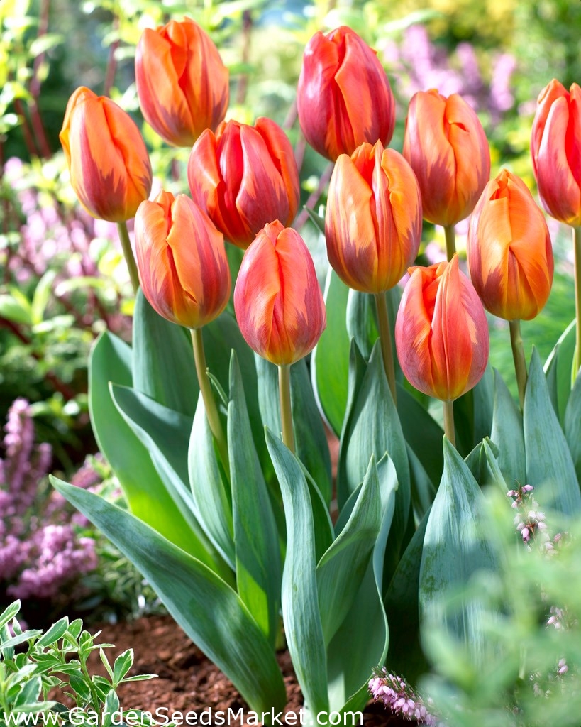 Tulip Hermitage - 5 piezas – Garden Seeds Market | Envío gratis