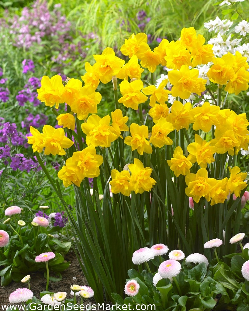 Golden Delicious daffodil - large pack! - 50 pcs – Garden Seeds Market ...