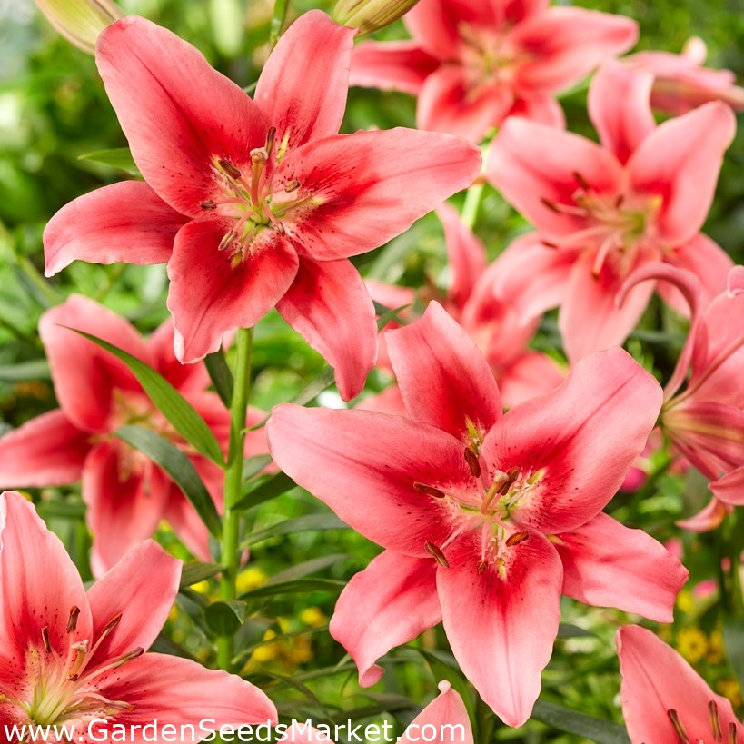 Lily - Child in Time - large pack! - 10 pcs – Garden Seeds Market ...