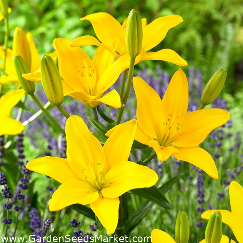 Lily - Easy Sun - pollenvrij, perfect voor op de vaas! - groot pak ...