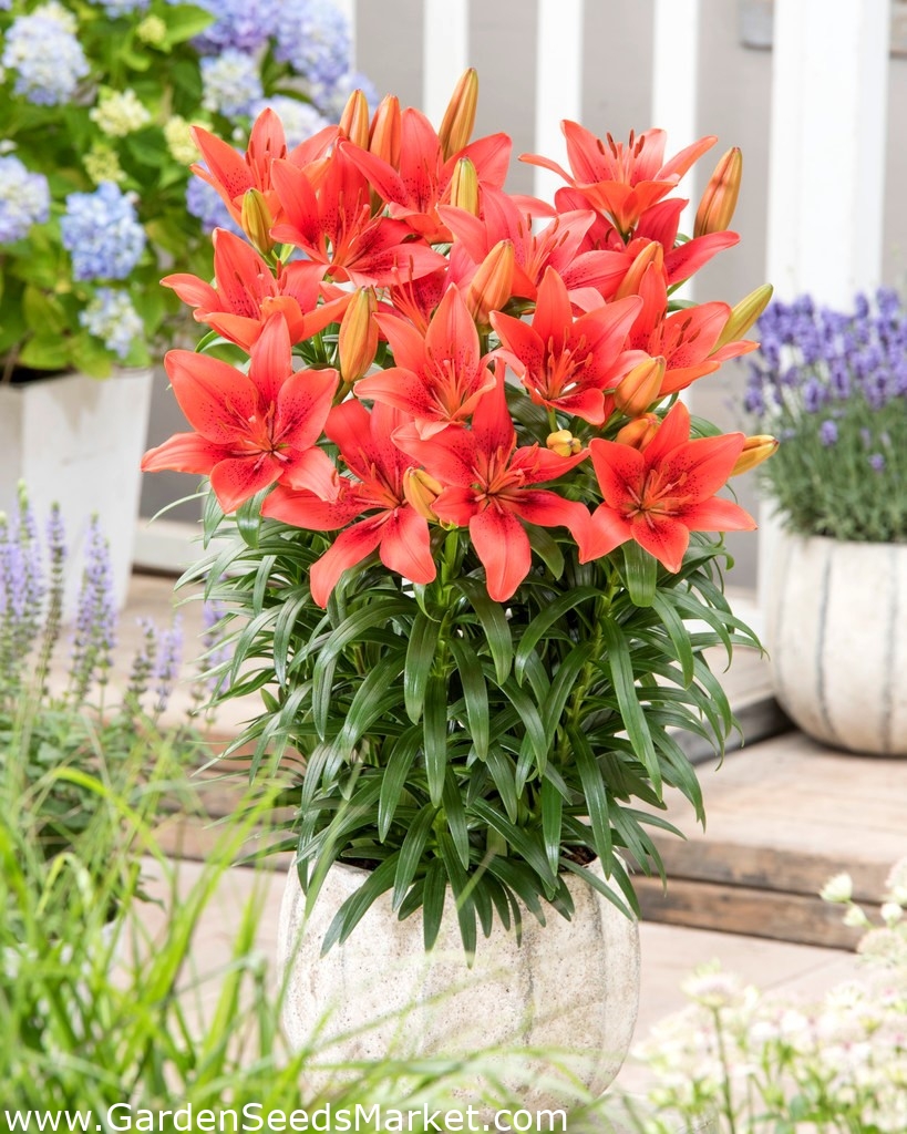 Happy Heart miniature pot lily - large pack! - 10 pcs – Garden Seeds ...