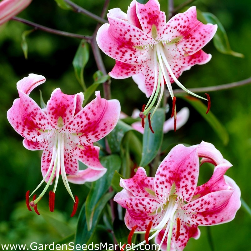 Lily - Rubrum Uchida - large pack! - 10 pcs – Garden Seeds Market ...