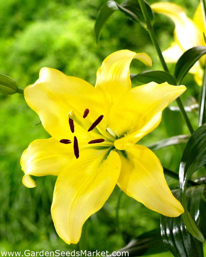 Lily - Yellow Power – Garden Seeds Market | Free shipping