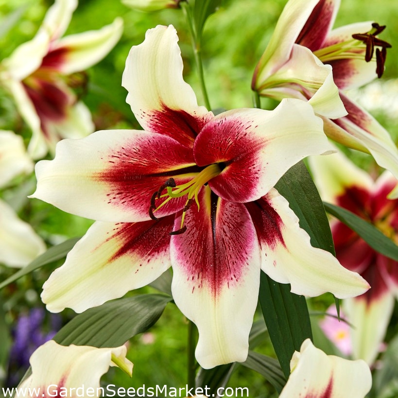 Lily - Zeba - large pack! - 10 pcs – Garden Seeds Market | Free shipping
