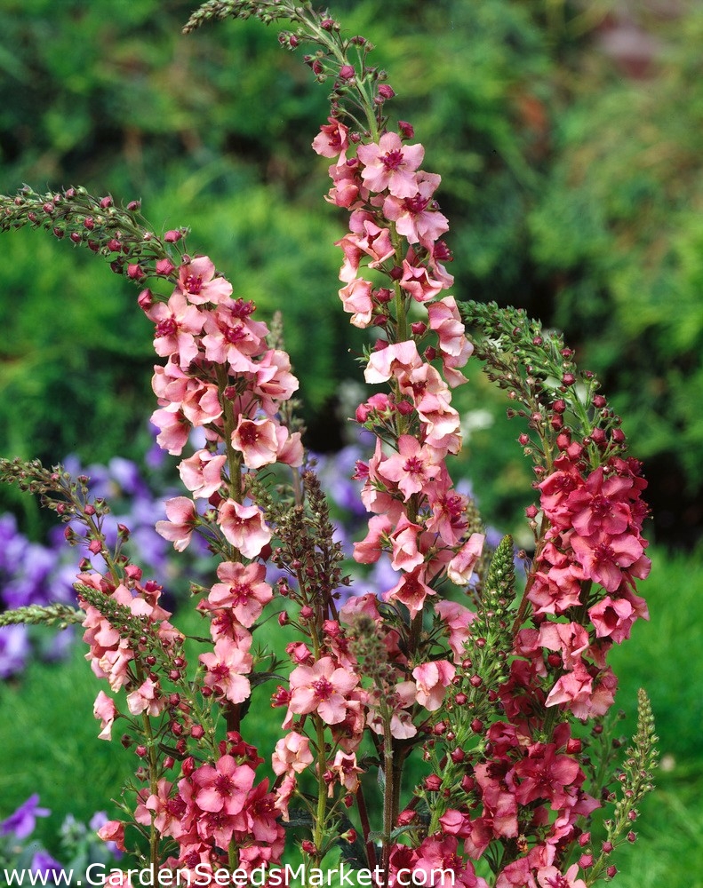 Perennial Mullein mixed seeds - Verbascum sp. - 700 seeds – Garden ...
