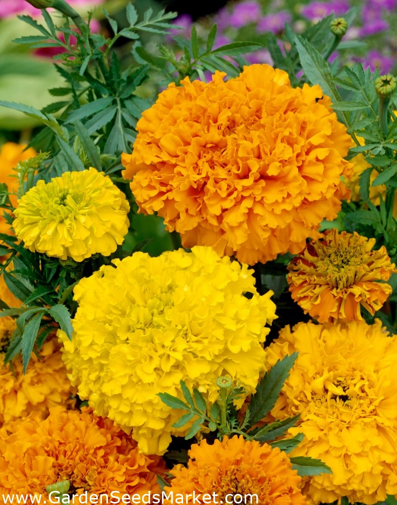 Mexican marigold - variety selection - 150 seeds – Garden Seeds Market ...