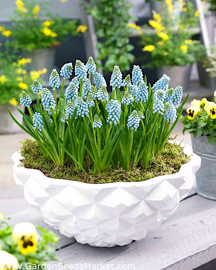 ผักตบชวา Grape Aqua Magic - 10 ชิ้น - Muscari – Garden Seeds Market ...