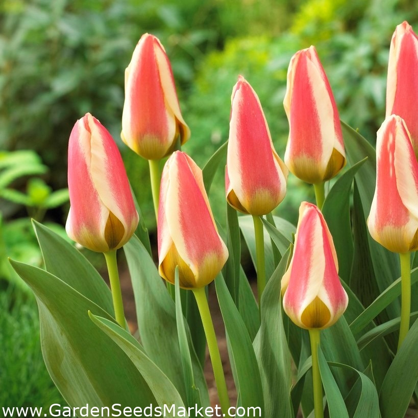 Tulip Tarafa - large pack! - 50 pcs – Garden Seeds Market | Free shipping