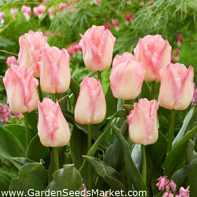 Tulip Pink Dream - large pack! - 50 pcs – Garden Seeds Market | Free ...