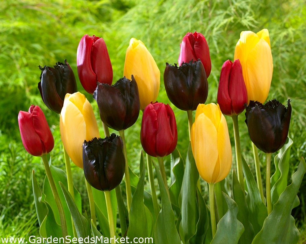 "Spring Happiness" - 45 tulip bulbs - composition of 3 varieties ...