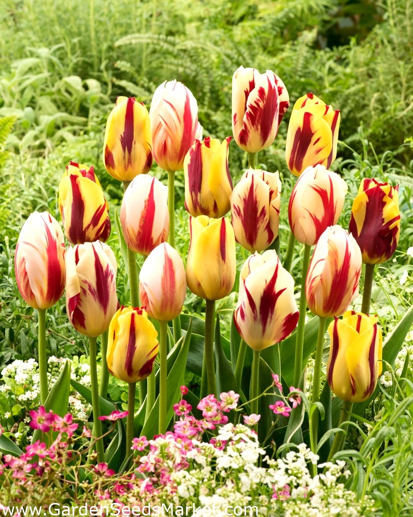 Tulip bulbs - set of 3 varieties - Helmar, Grand Perfection and ...