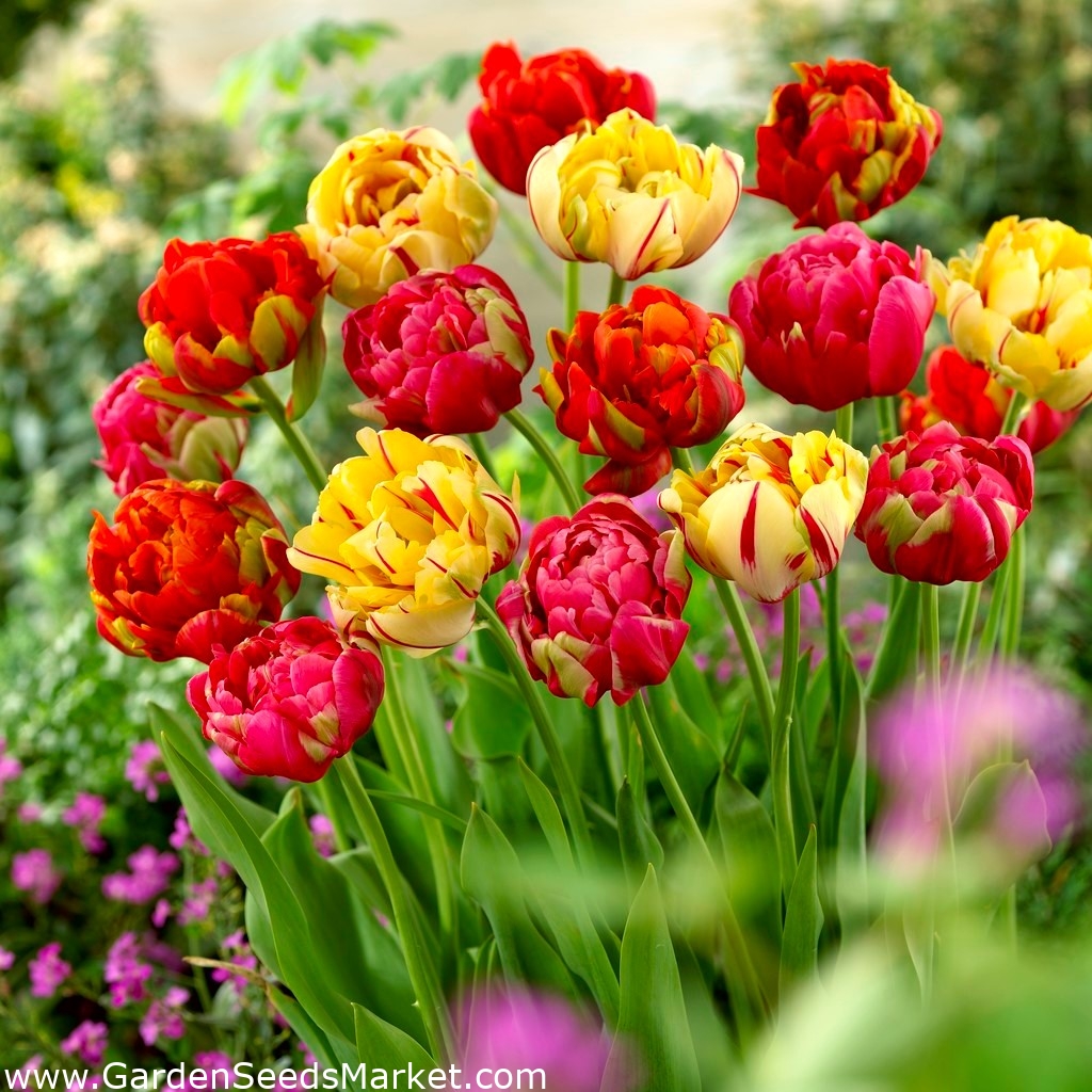 Tulip bulbs - set of 3 varieties - Renown Unique, Golden Nizza and ...