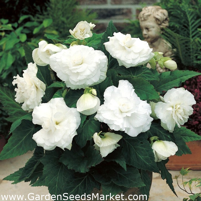Double begonia - white - large package! - 20 pcs – Garden Seeds Market ...