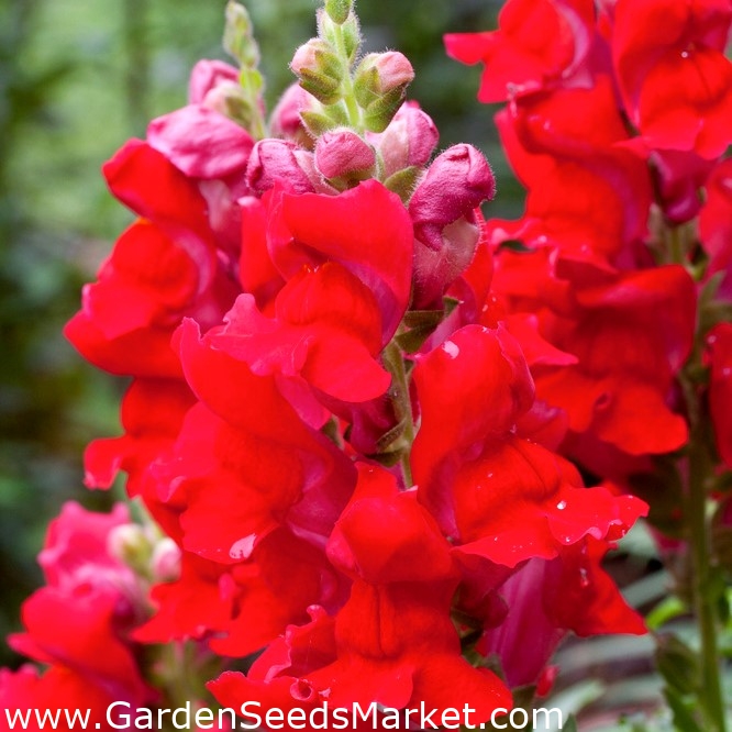 Torina snapdragon - red-flowered greenhouse variety – Garden Seeds ...