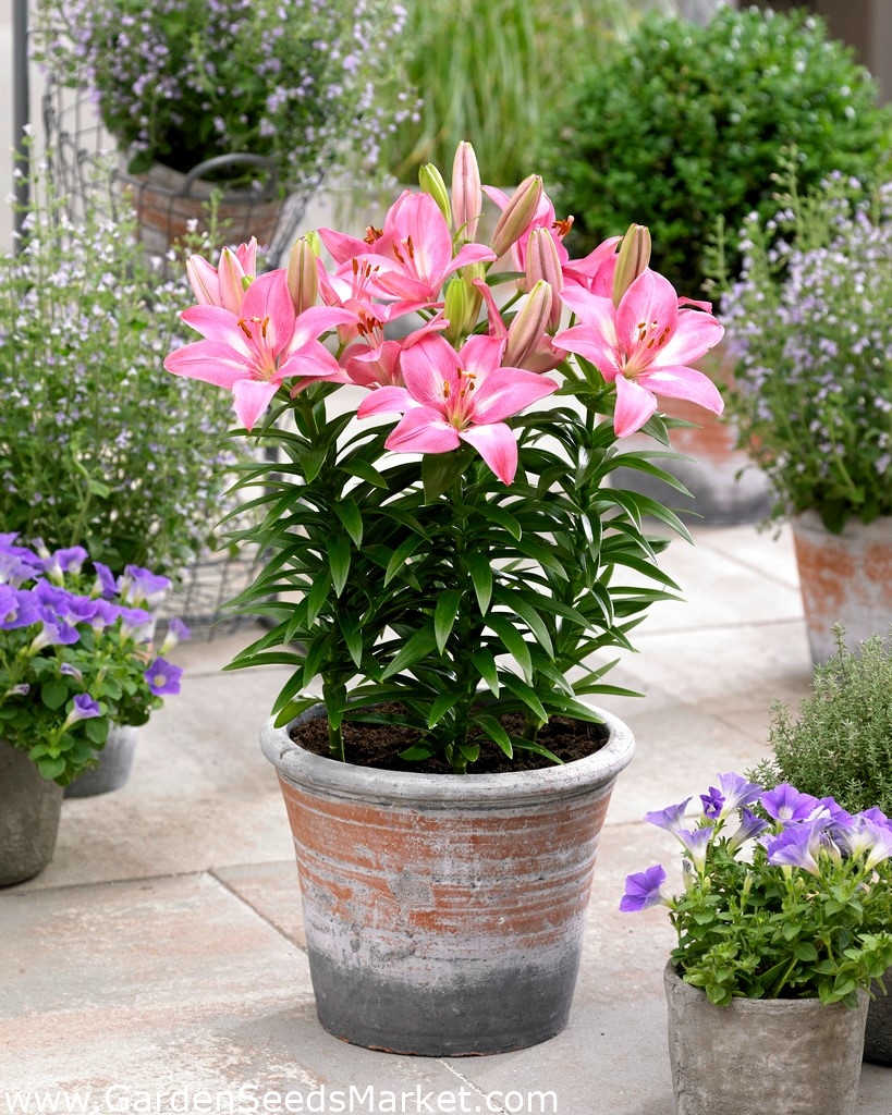 Rozalynn miniature pot lily - large pack! - 10 pcs – Garden Seeds ...
