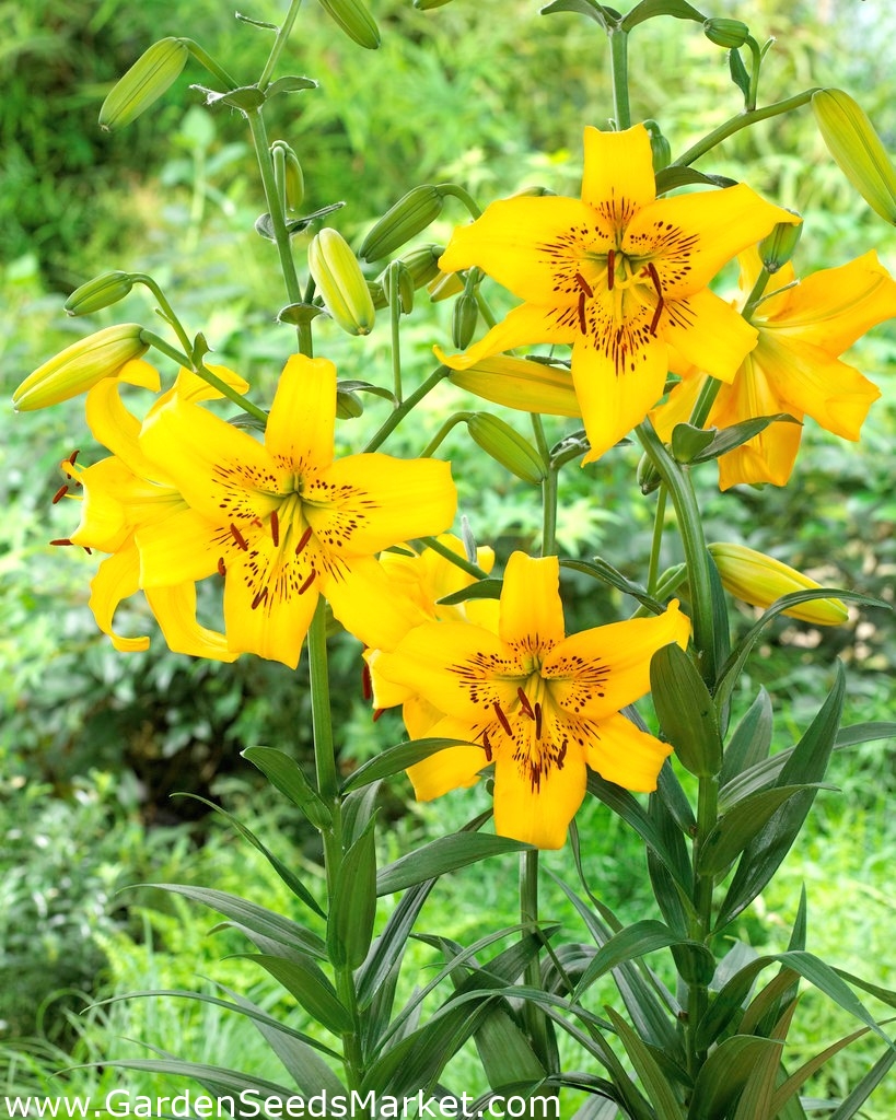 Lis tigré - Yellow Bruse - grand pack ! - 10 pièces - – Garden Seeds ...