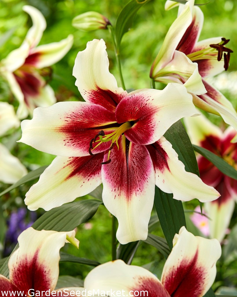 Lily - Zeba - large pack! - 10 pcs – Garden Seeds Market | Free shipping