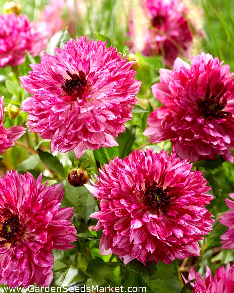 Dahlia - Gabriella - large pack! - 10 pcs – Garden Seeds Market | Free ...